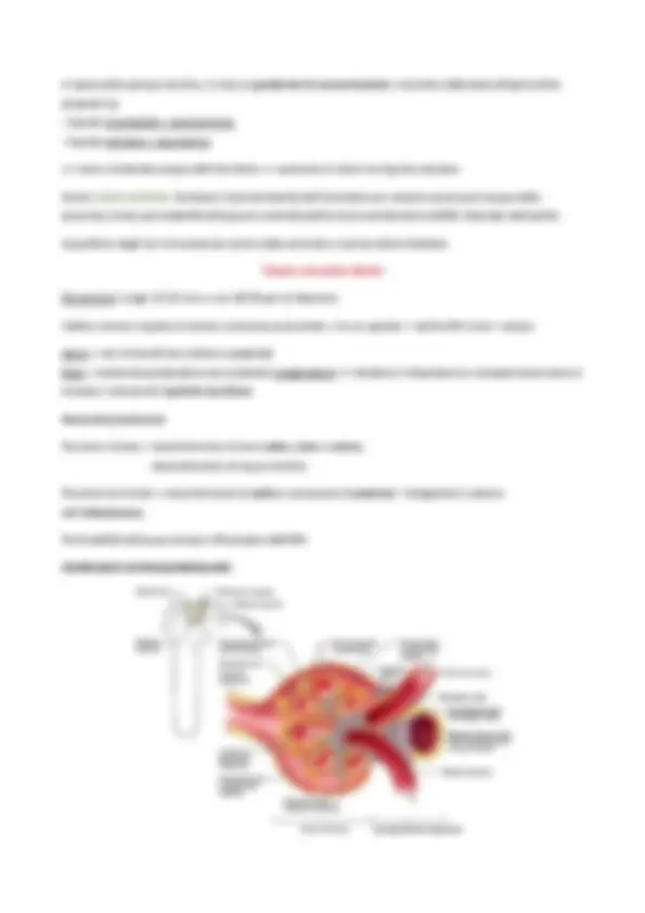 Anatomia del Rene: Struttura e Funzionamento - Prof. Onori | Dispense ...