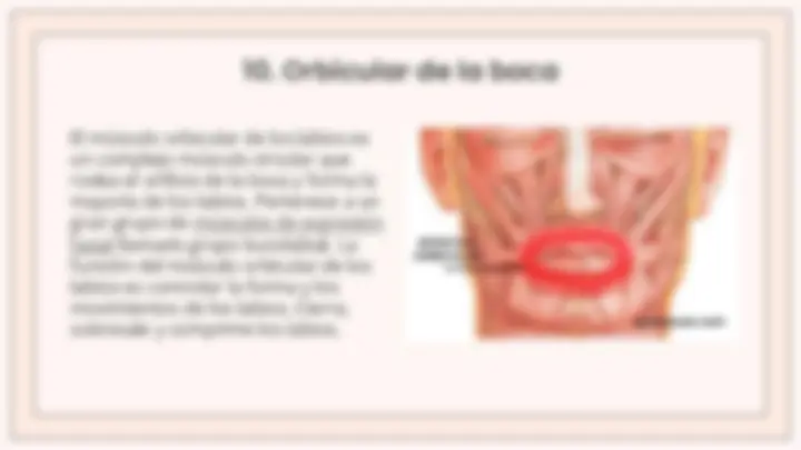 Músculos de la cara | Diapositivas de Anatomía | Docsity