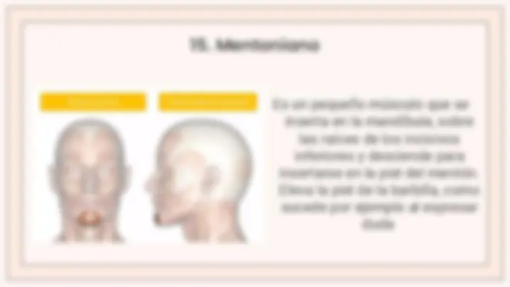 Músculos de la cara | Diapositivas de Anatomía | Docsity