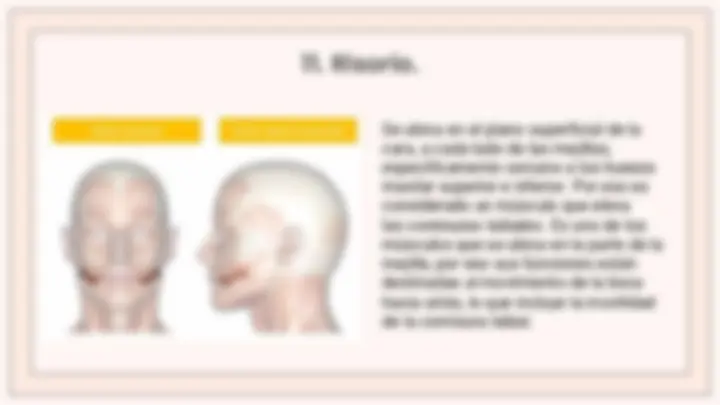 Músculos de la cara | Diapositivas de Anatomía | Docsity