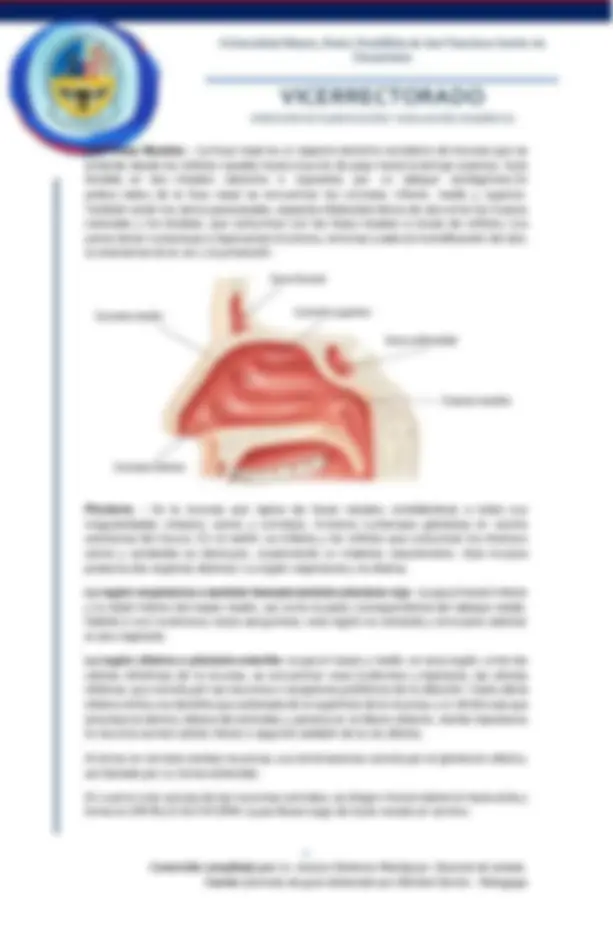 Sentido del olfato: anatomía, fisiología y trastornos | Apuntes de ...