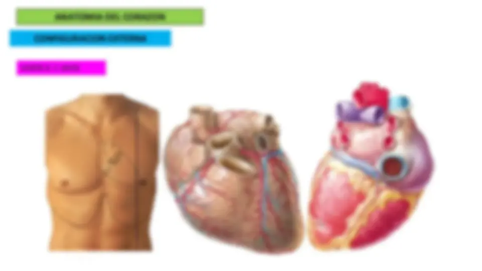 Anatomía del Corazón: Configuración Externa y Interna | Diapositivas de ...
