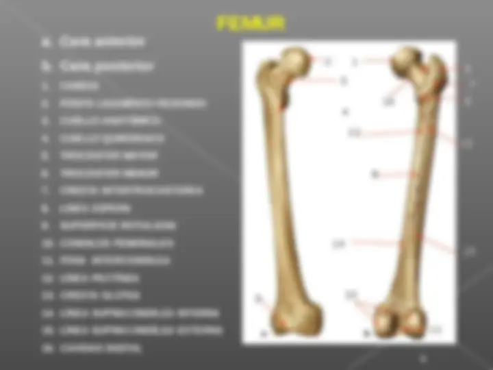 Anatomía del muslo y pierna - Prof. Banda Baca | Diapositivas de ...