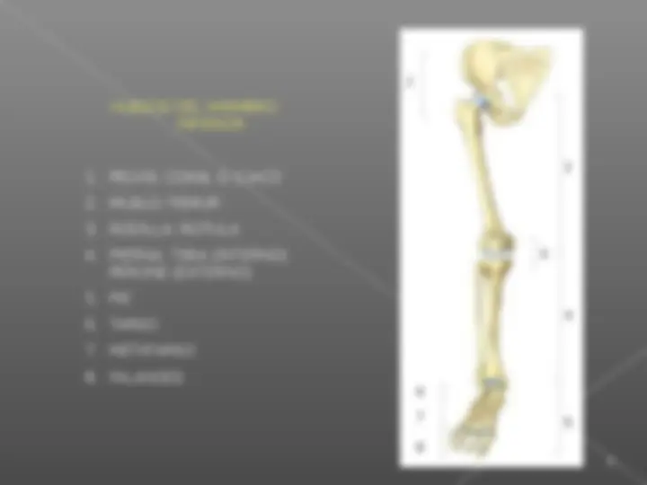 Anatomía del muslo y pierna - Prof. Banda Baca | Diapositivas de ...