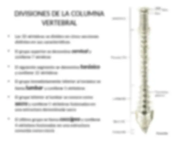 Anatomía de la Columna Vertebral: Estructura, Curvaturas e Importancia ...