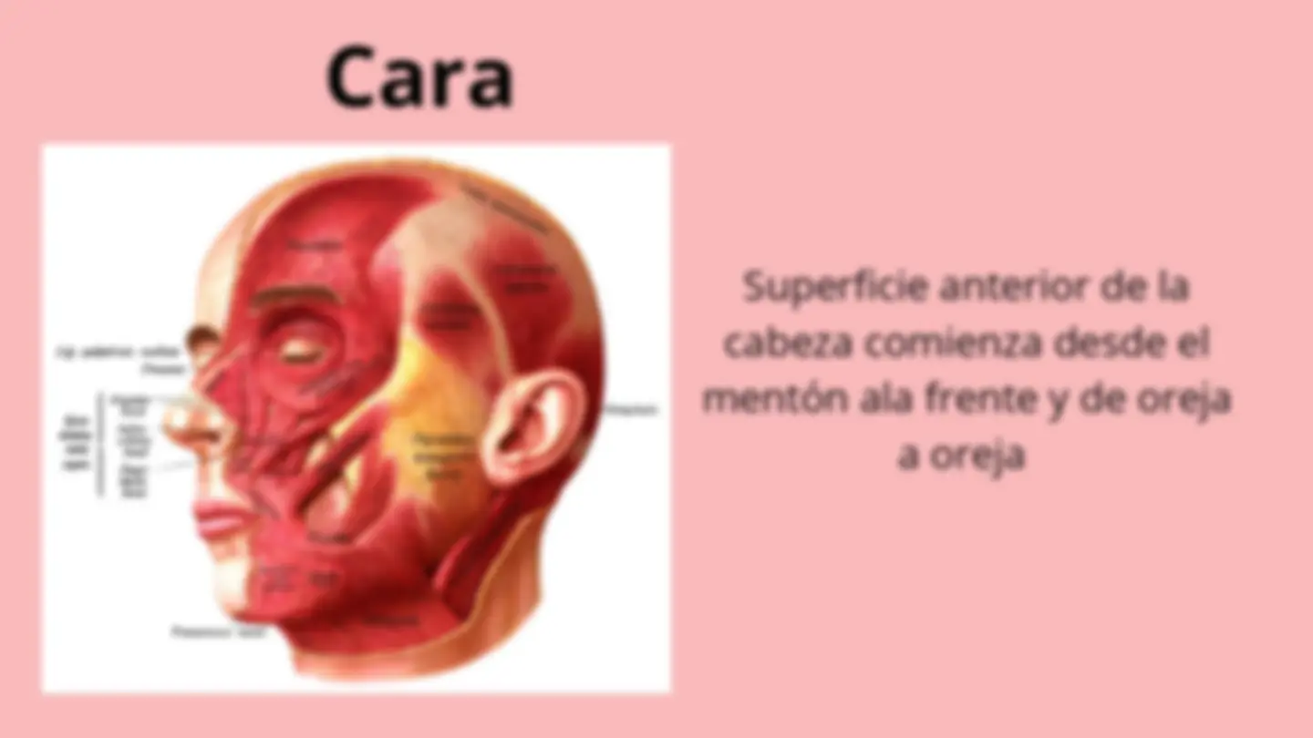 Músculos de la Cara | Diapositivas de Anatomía | Docsity