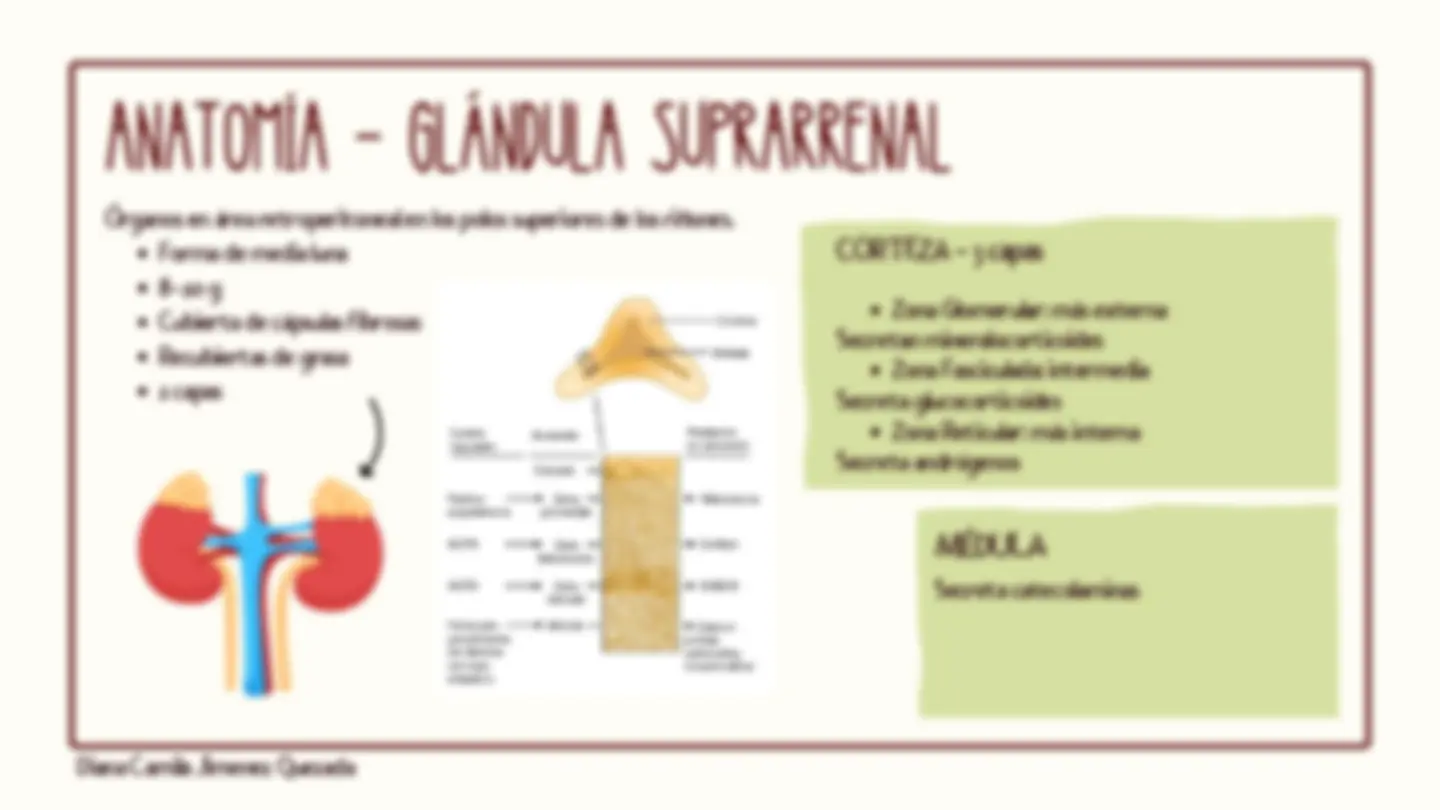 Síndrome de Cushing: Causas, Fisiopatología y Diagnóstico ...