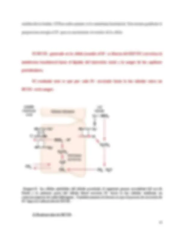 Equilibrio ácido-base y la ecuación de Henderson-Hasselbalch | Resúmenes de Fisiología Humana ...