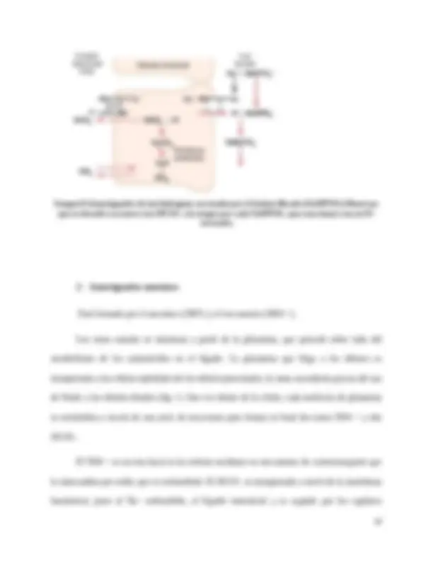 Equilibrio ácido-base y la ecuación de Henderson-Hasselbalch | Resúmenes de Fisiología Humana ...