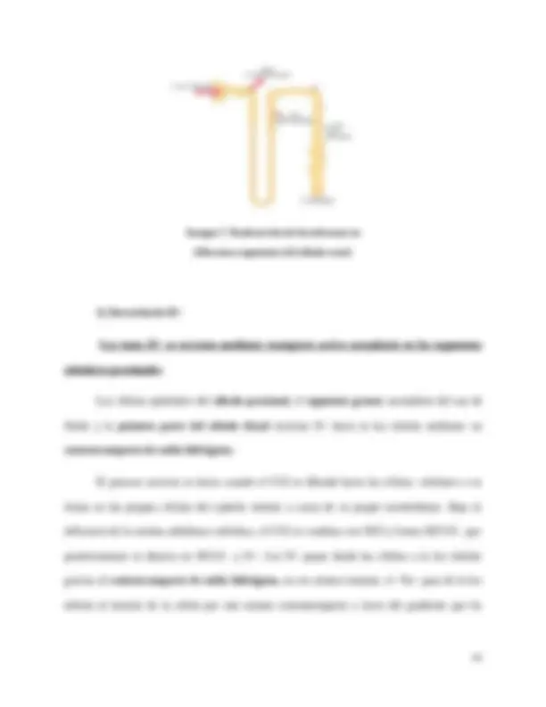 Equilibrio ácido-base y la ecuación de Henderson-Hasselbalch | Resúmenes de Fisiología Humana ...