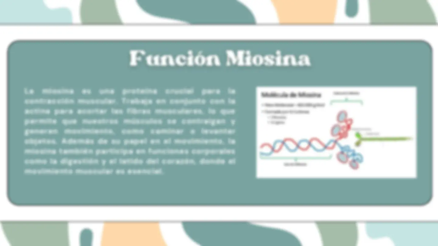 Miosina y Actina: Proteínas Clave en la Contracción Muscular ...