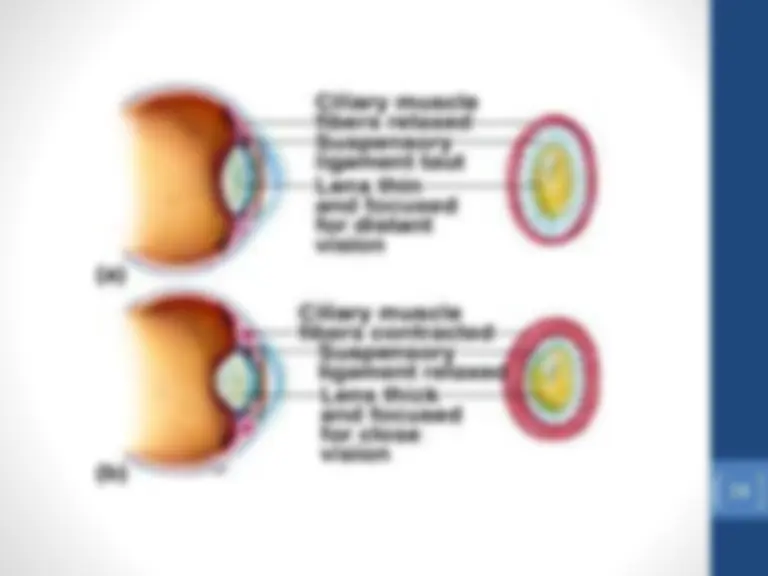 Anatomy of eye Presentation | Slides Nursing | Docsity