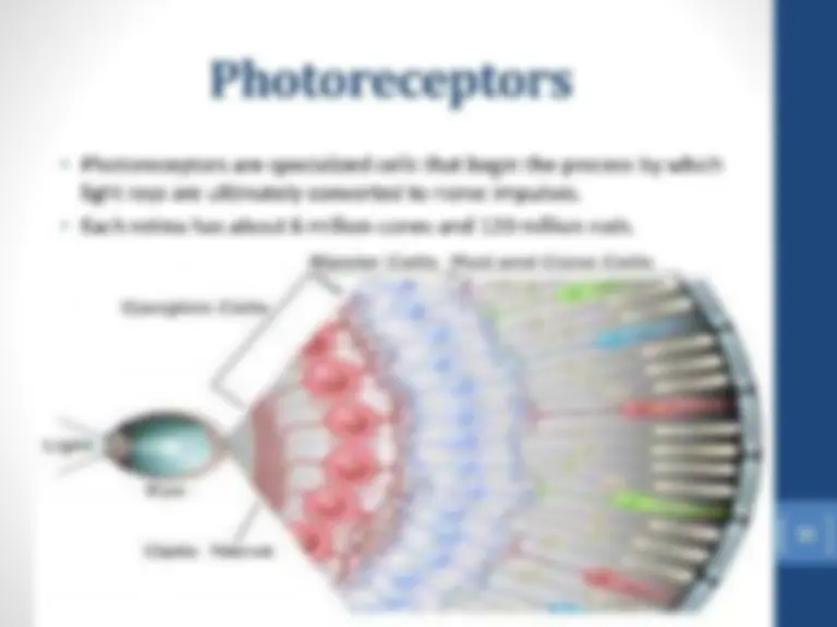 Anatomy of eye Presentation | Slides Nursing | Docsity