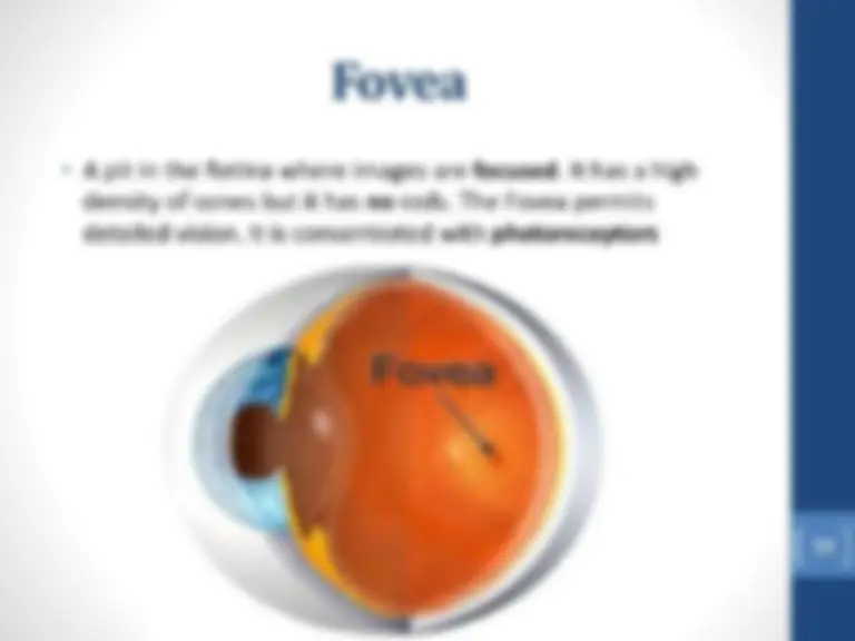 Anatomy of eye Presentation | Slides Nursing | Docsity