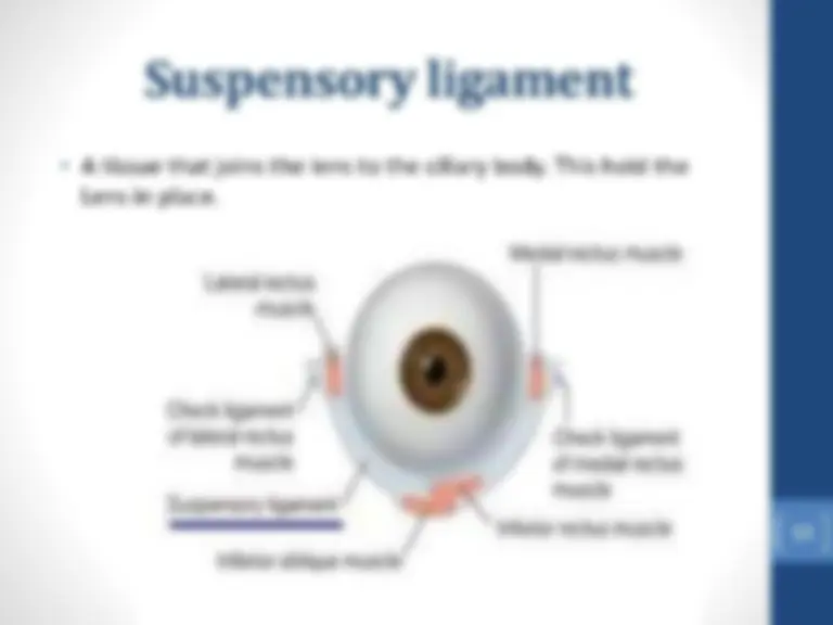 Anatomy of eye Presentation | Slides Nursing | Docsity