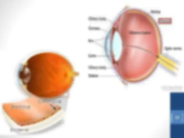 Anatomy of eye Presentation | Slides Nursing | Docsity
