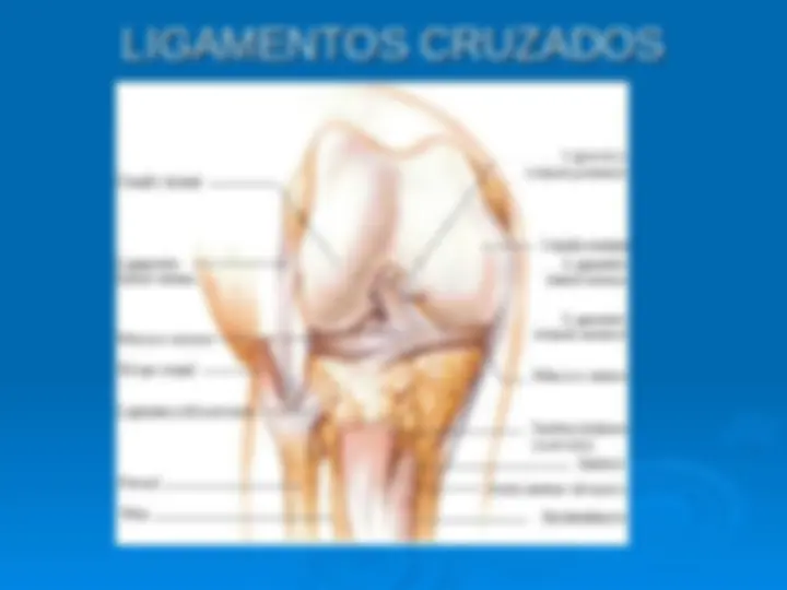 Anatomía de la Rodilla: Ligamentos y Lesiones Ligamentarias | Apuntes ...