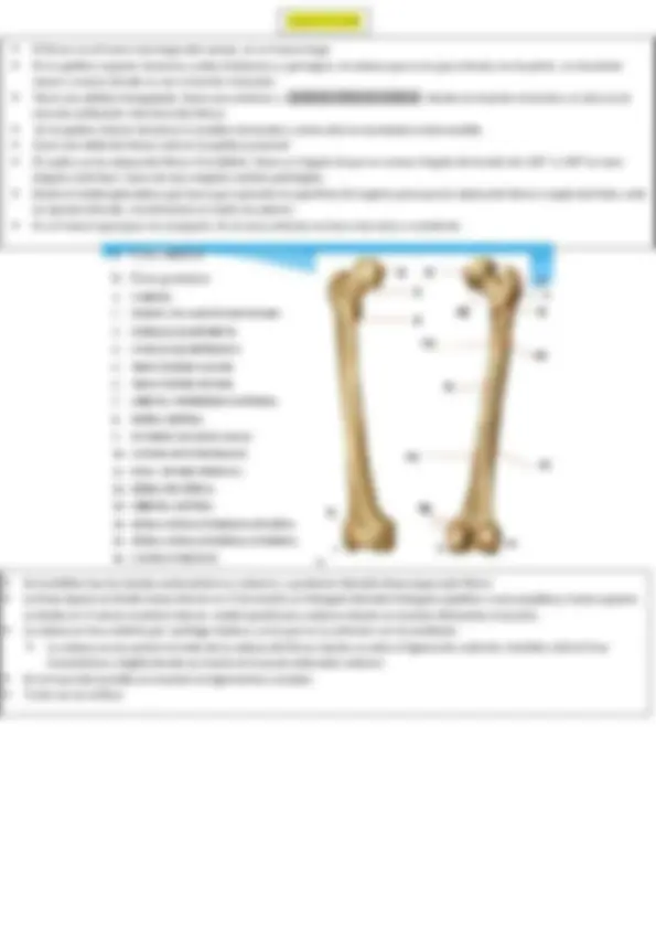 Anatomía de la Pelvis y el Miembro Inferior: Huesos y Articulaciones ...