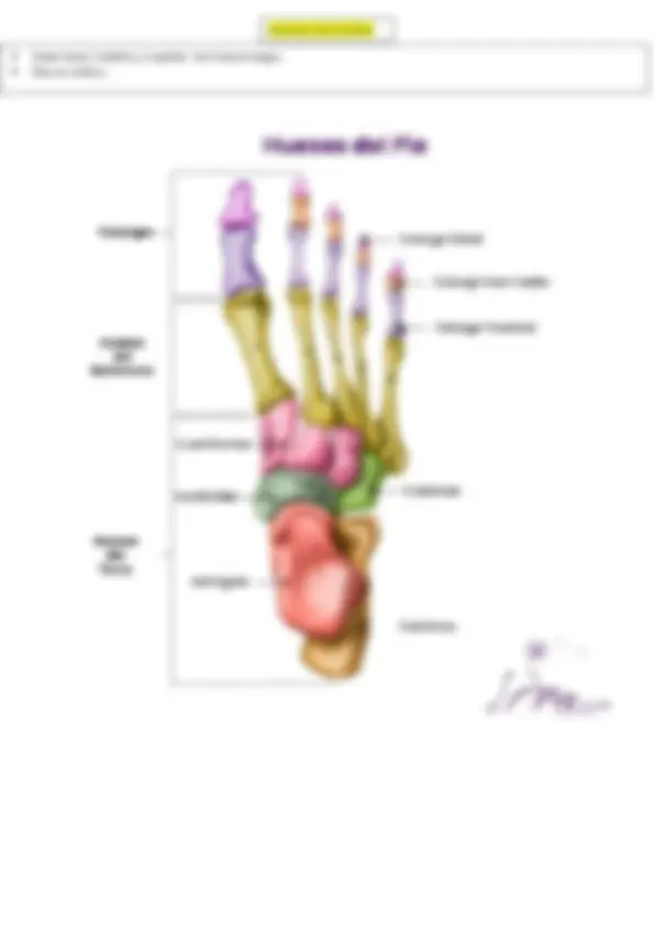 Anatomía de la Pelvis y el Miembro Inferior: Huesos y Articulaciones ...