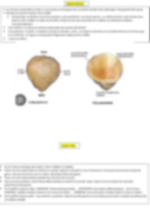Anatomía de la Pelvis y el Miembro Inferior: Huesos y Articulaciones ...