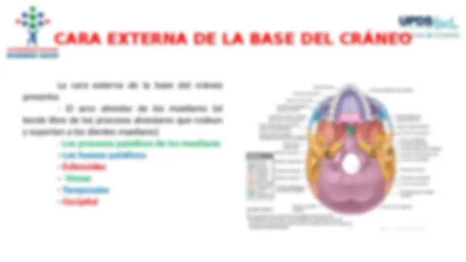 Anatomía del Cráneo: Estructura, Huesos y Regiones | Diapositivas de ...