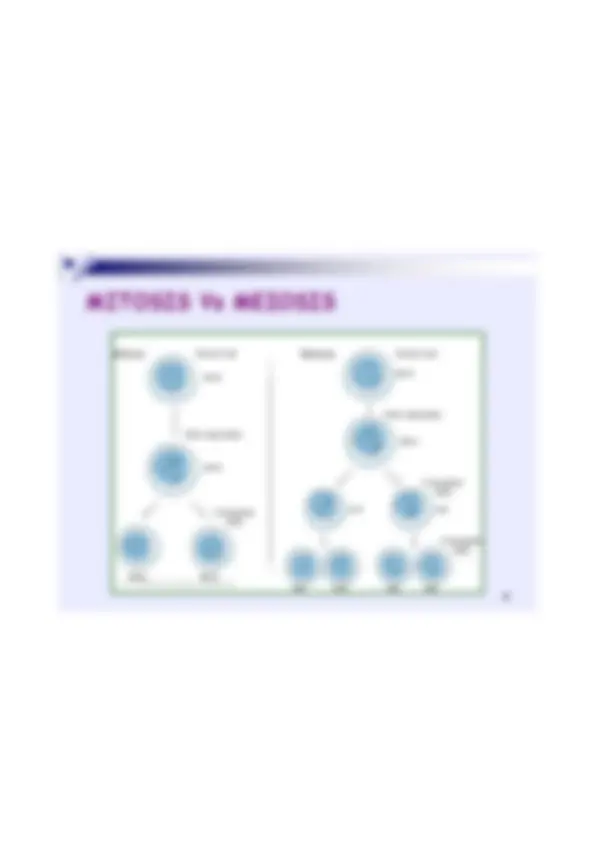 Mitosis y Meiosis: División Celular | Resúmenes de Biología | Docsity