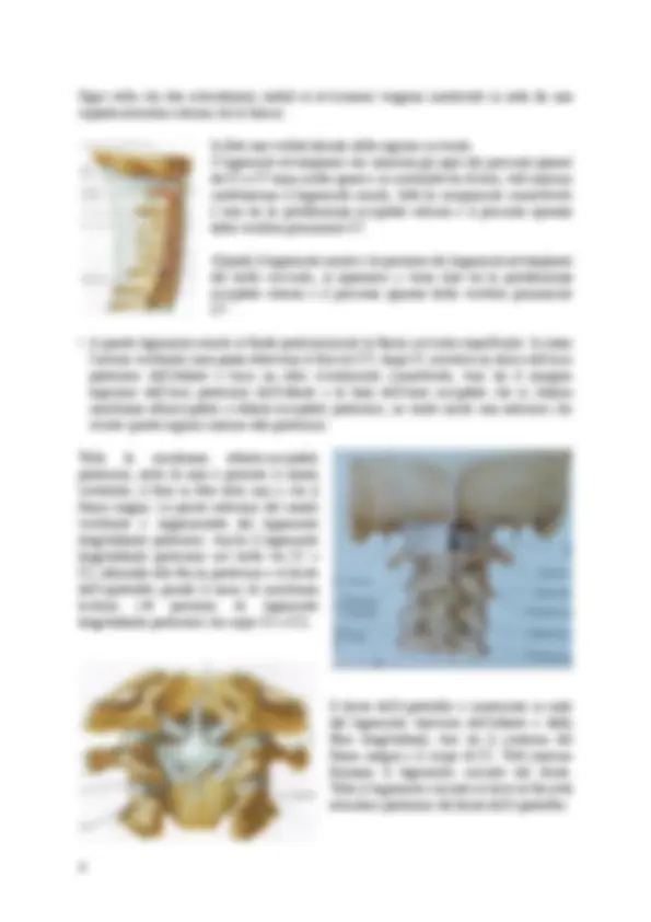 Anatomia della Colonna Vertebrale: Vertebre Toraciche, Lombari, Sacrali ...