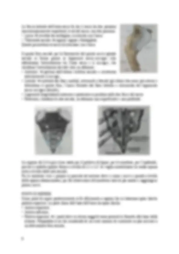 Anatomia della Colonna Vertebrale: Vertebre Toraciche, Lombari, Sacrali ...