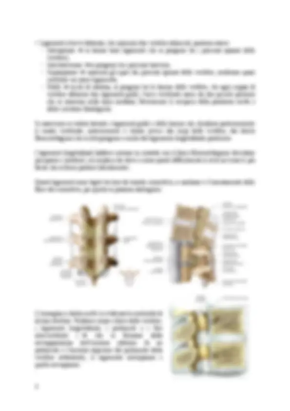 Anatomia della Colonna Vertebrale: Vertebre Toraciche, Lombari, Sacrali ...
