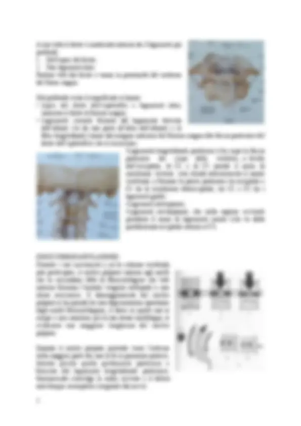 Anatomia della Colonna Vertebrale: Vertebre Toraciche, Lombari, Sacrali ...