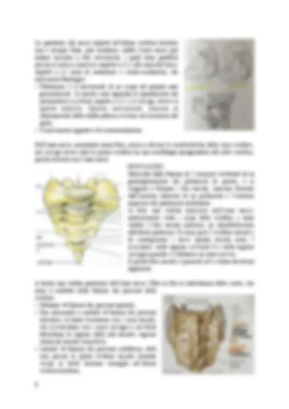 Anatomia della Colonna Vertebrale: Vertebre Toraciche, Lombari, Sacrali ...