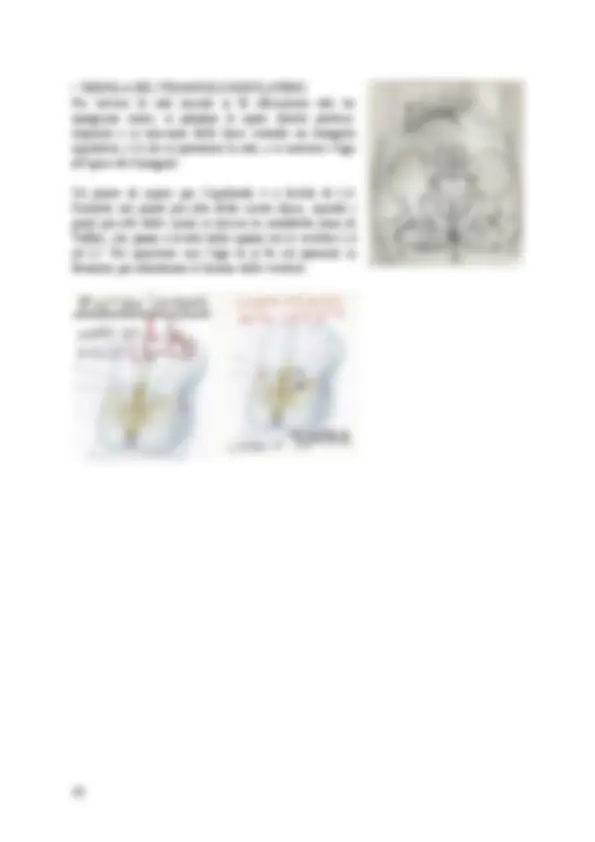 Anatomia della Colonna Vertebrale: Vertebre Toraciche, Lombari, Sacrali ...