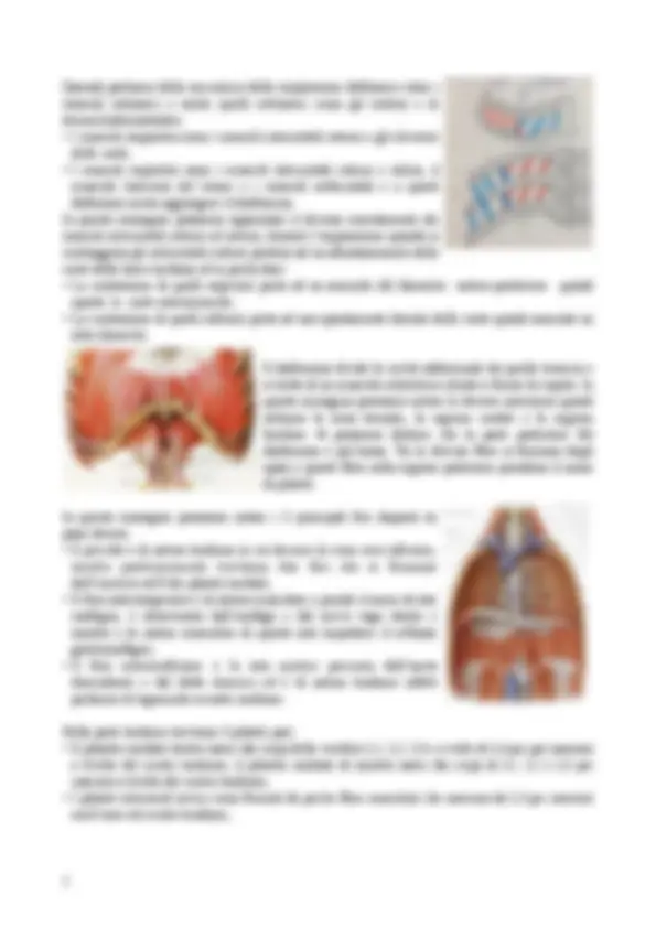 Anatomia della Gabbia Toracica: Struttura, Funzioni e Articolazioni ...