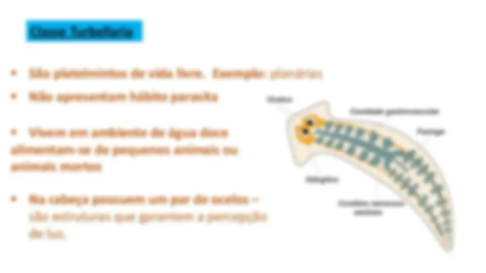 Filo Platelmintos: Características, Classificação e Doenças | Slides ...
