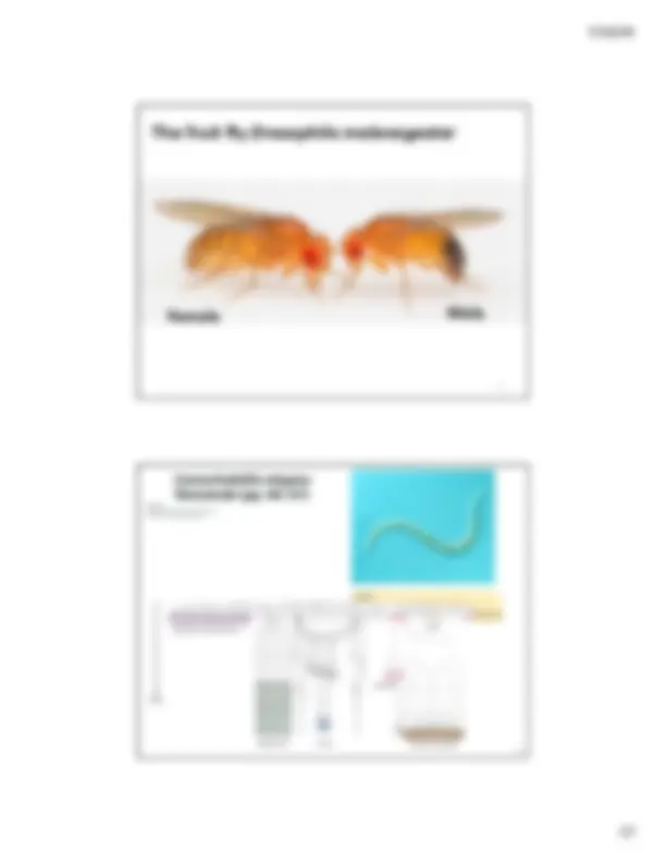 Introduction to Genetics: Lecture Notes | Summaries Mathematics | Docsity