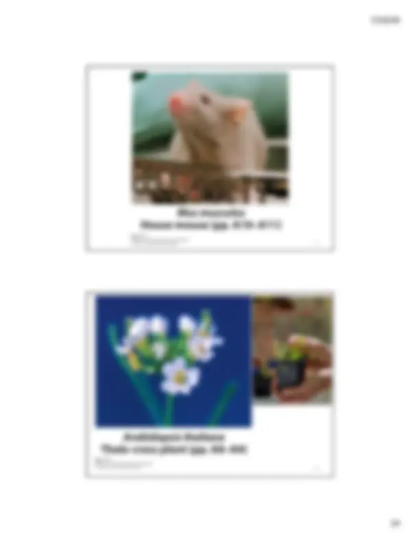 Introduction to Genetics: Lecture Notes | Summaries Mathematics | Docsity