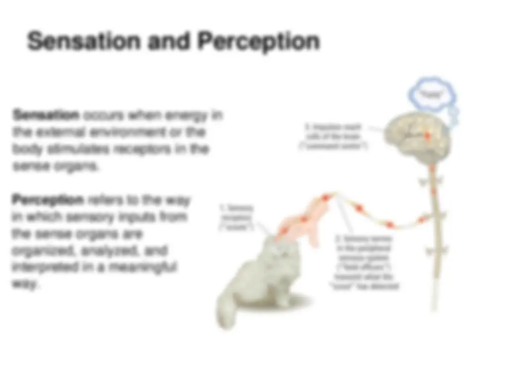 Animal Cognition: Sensory Systems and Perception - Prof. Martin | Slides Psychology | Docsity