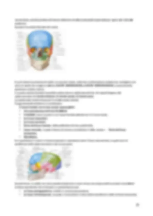 Anatomia dello scheletro assile: cranio e colonna vertebrale ...