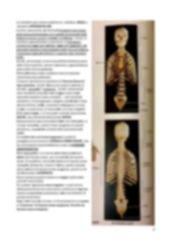Anatomia dello scheletro assile: cranio e colonna vertebrale | Sbobinature di Anatomia I | Docsity