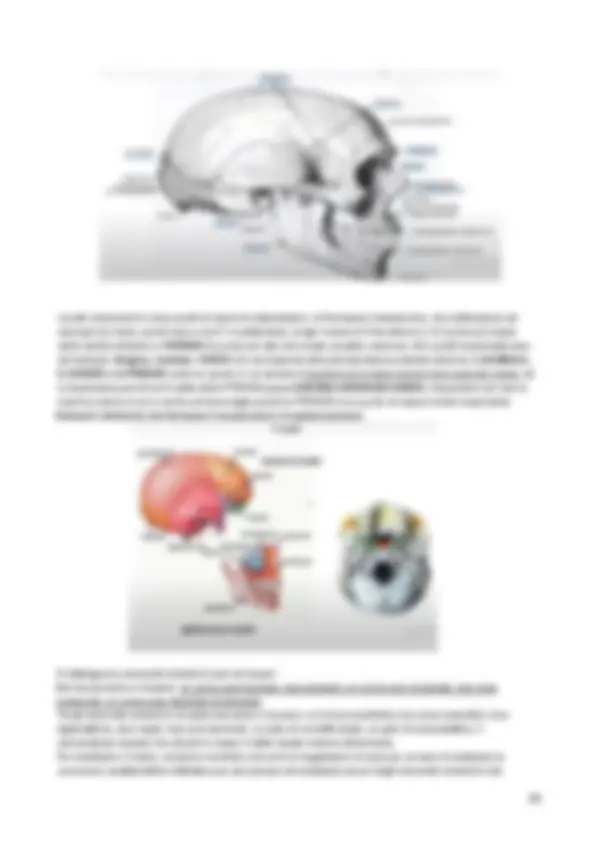 Anatomia dello scheletro assile: cranio e colonna vertebrale ...