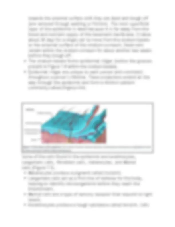 Skin Anatomy and Physiology: A Comprehensive Guide with Diagrams ...