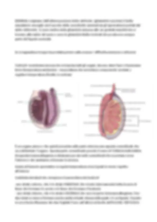 Anatomia del Cuore: Struttura, Funzioni e Vascolarizzazione | Appunti ...