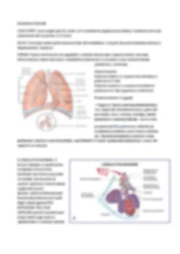 Anatomia del Cuore: Struttura, Funzioni e Vascolarizzazione | Appunti ...