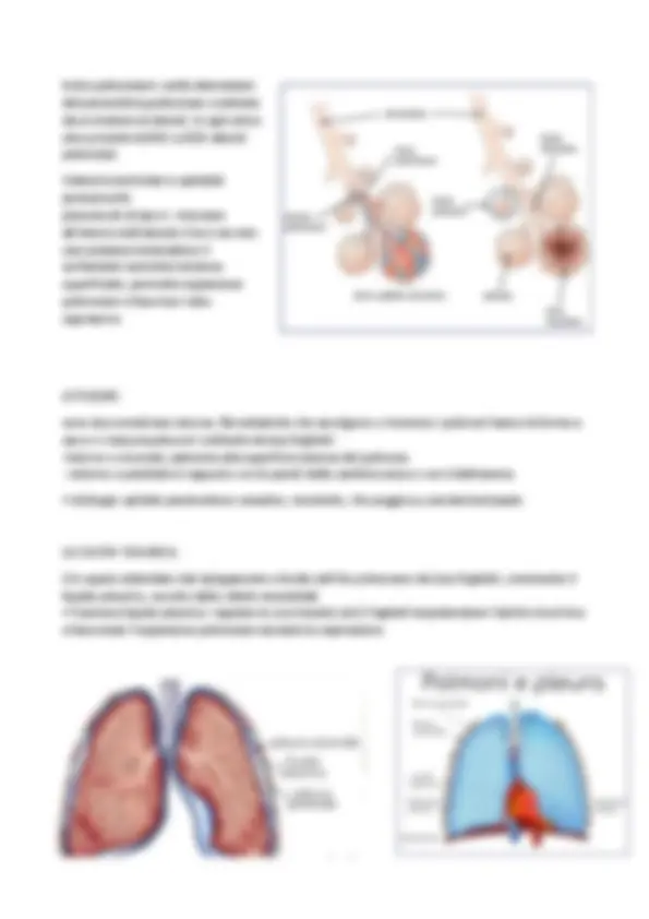 Anatomia del Cuore: Struttura, Funzioni e Vascolarizzazione | Appunti ...