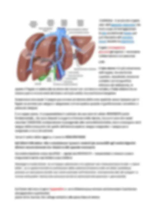 Anatomia del Cuore: Struttura, Funzioni e Vascolarizzazione | Appunti ...