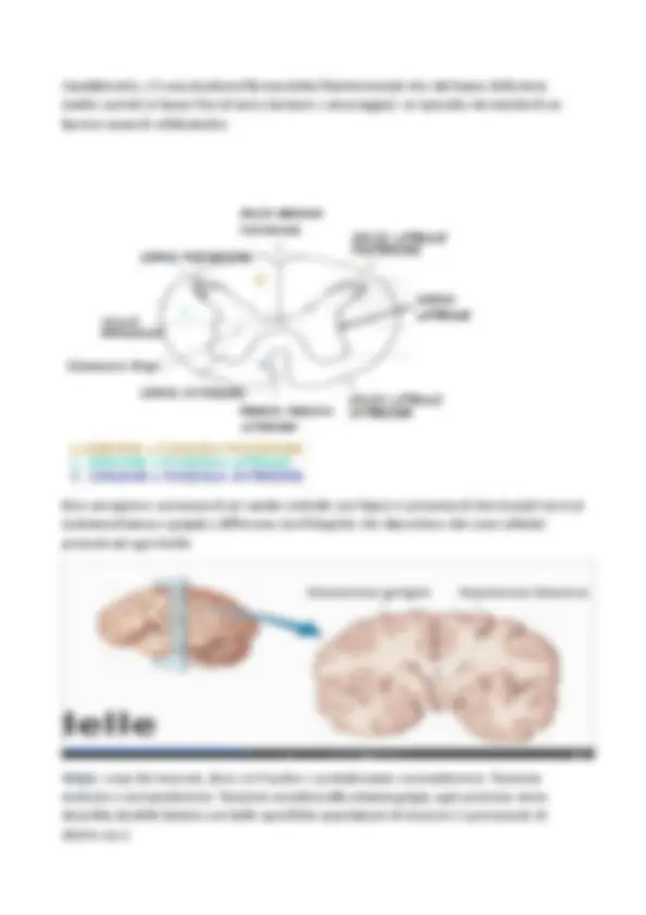 Anatomia del Cuore: Struttura, Funzioni e Vascolarizzazione | Appunti ...