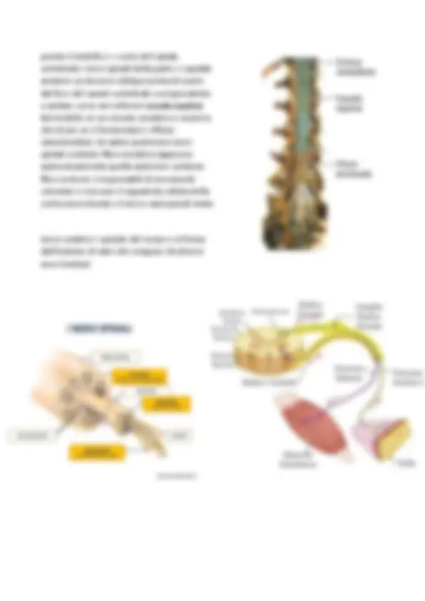Anatomia del Cuore: Struttura, Funzioni e Vascolarizzazione | Appunti ...