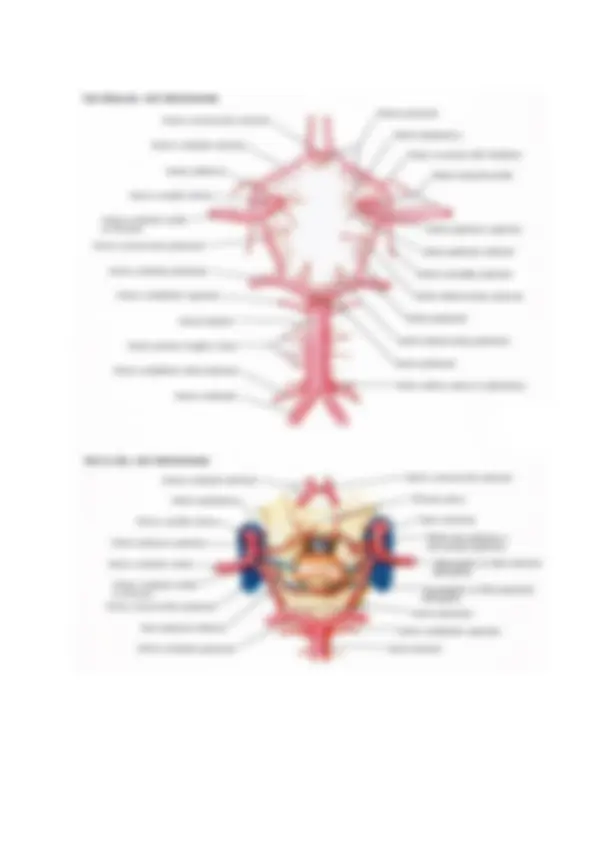 Anatomia del Cuore: Struttura, Funzioni e Vascolarizzazione | Appunti ...