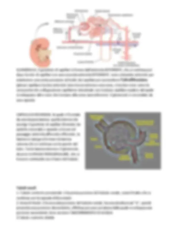 Anatomia del Cuore: Struttura, Funzioni e Vascolarizzazione | Appunti ...