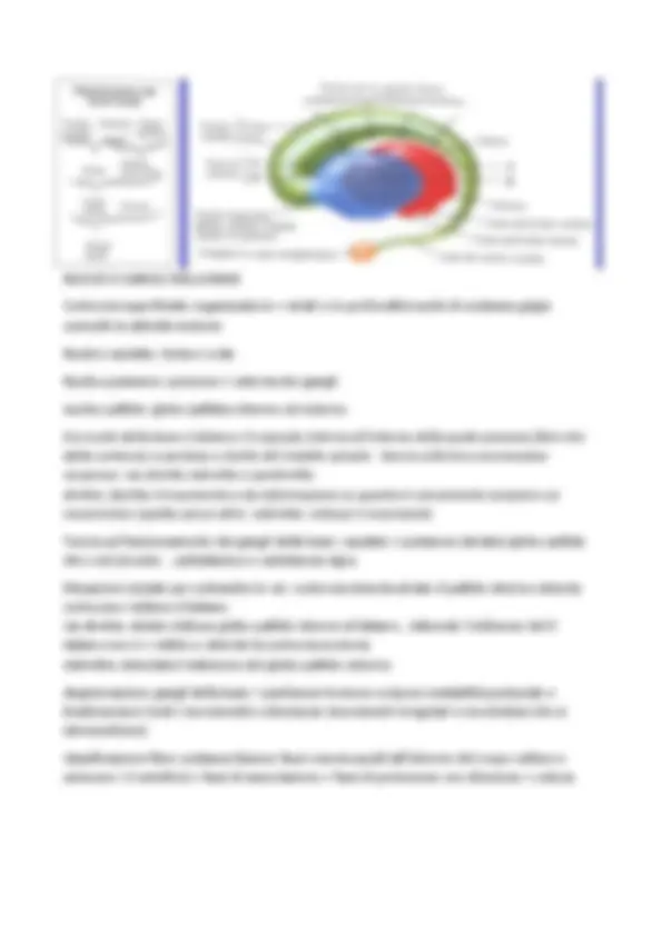 Anatomia del Cuore: Struttura, Funzioni e Vascolarizzazione | Appunti ...